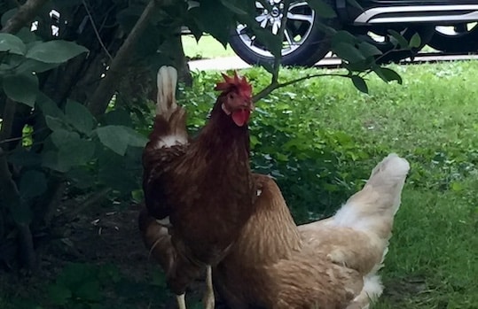 Passing the Test of Food Safety — The Final Grade for Big and Small ...