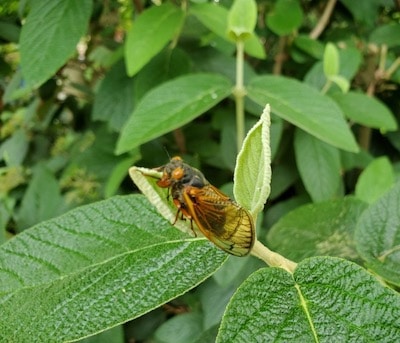 Is It Crush or Crunch Time? Taking a Bite of “Bug Nature" May Be New ...
